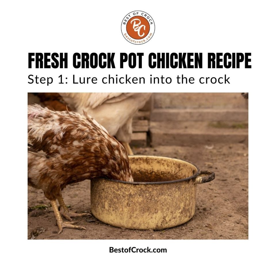 Winner Winner Chicken Dinner Memes - Best of Crock